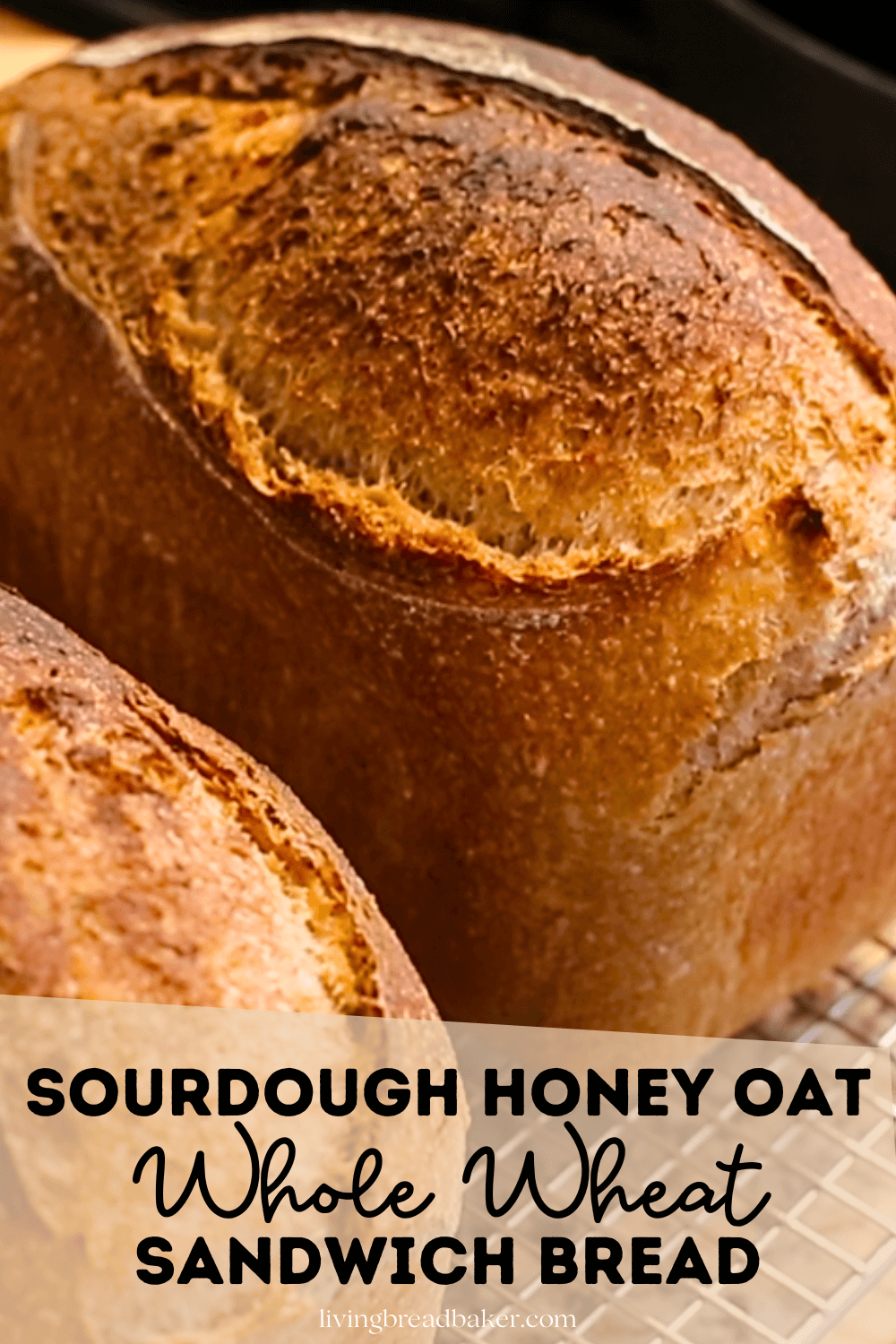 Sourdough Honey Oat Whole Wheat Sandwich Bread Recipe - Living Bread Baker