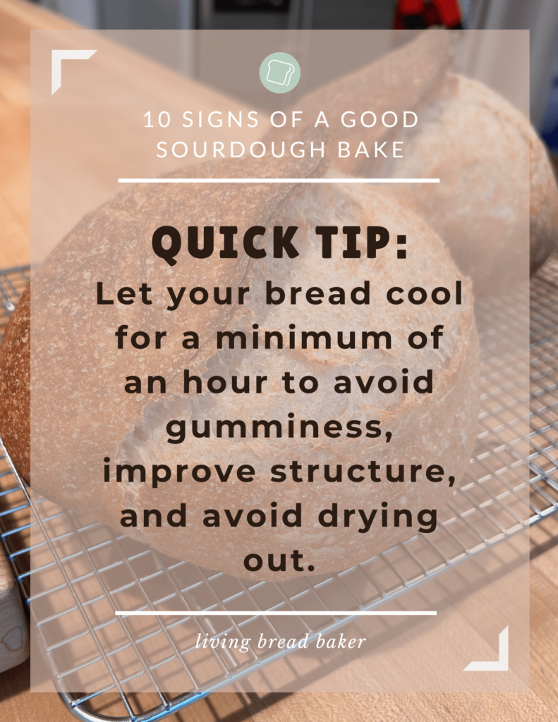 Sourdough Bread: 10 Signs of a Good Bake (How-to Guide) - Living Bread ...