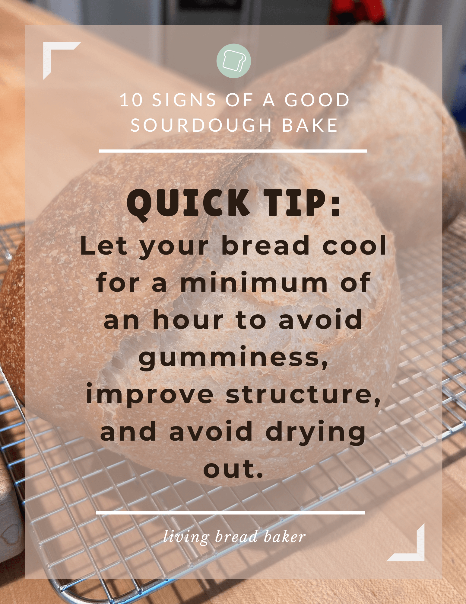 Why Is My Sourdough Bread Gummy? 7 Causes and How to Fix Them - Living ...