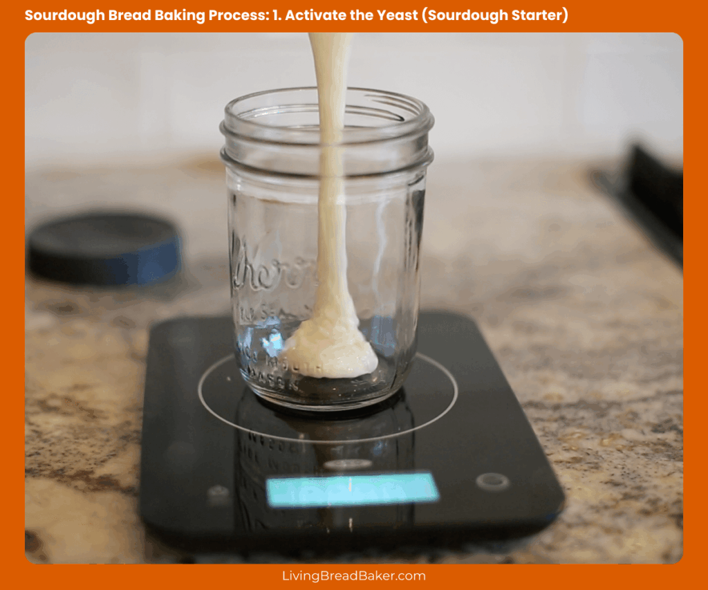 Beginner's Guide to the Sourdough Bread Baking Process - Living Bread Baker