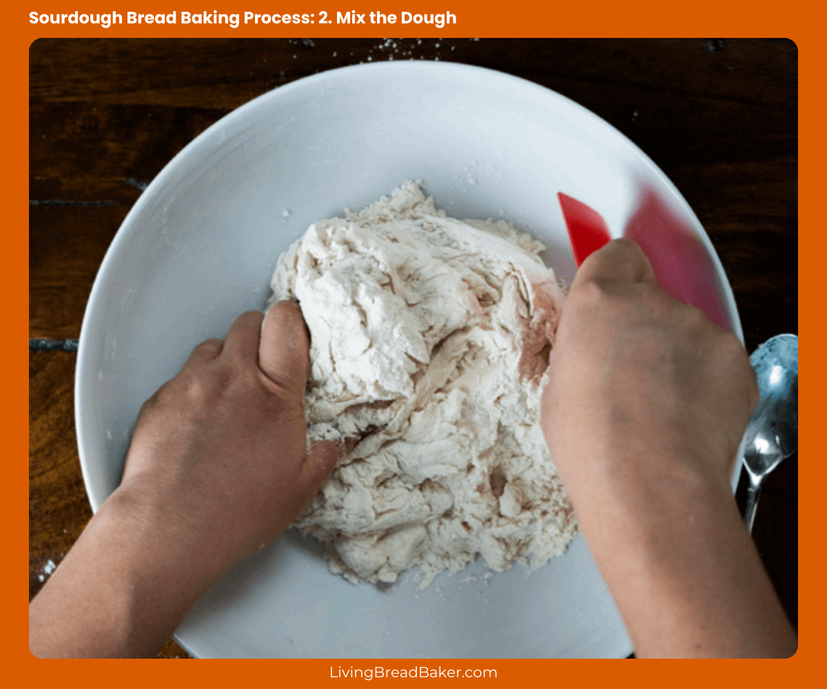 Beginner's Guide to the Sourdough Bread Baking Process - Living Bread Baker