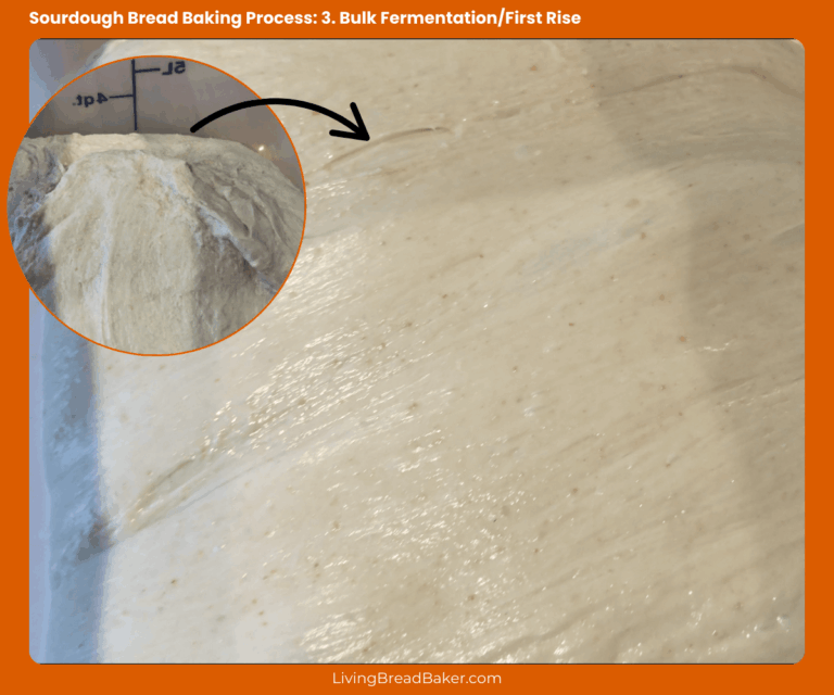 Beginner's Guide to the Sourdough Bread Baking Process - Living Bread Baker