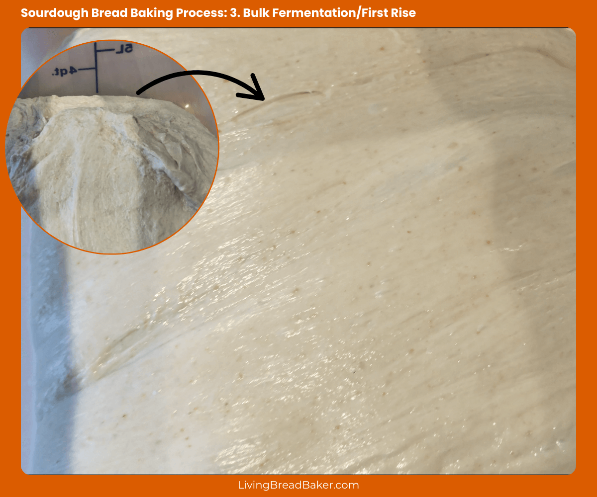 Beginner's Guide to the Sourdough Bread Baking Process - Living Bread Baker