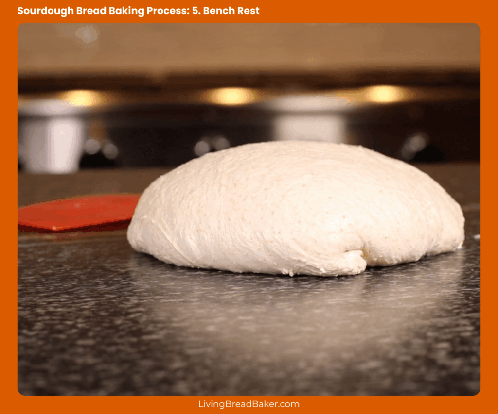Beginner's Guide to the Sourdough Bread Baking Process - Living Bread Baker