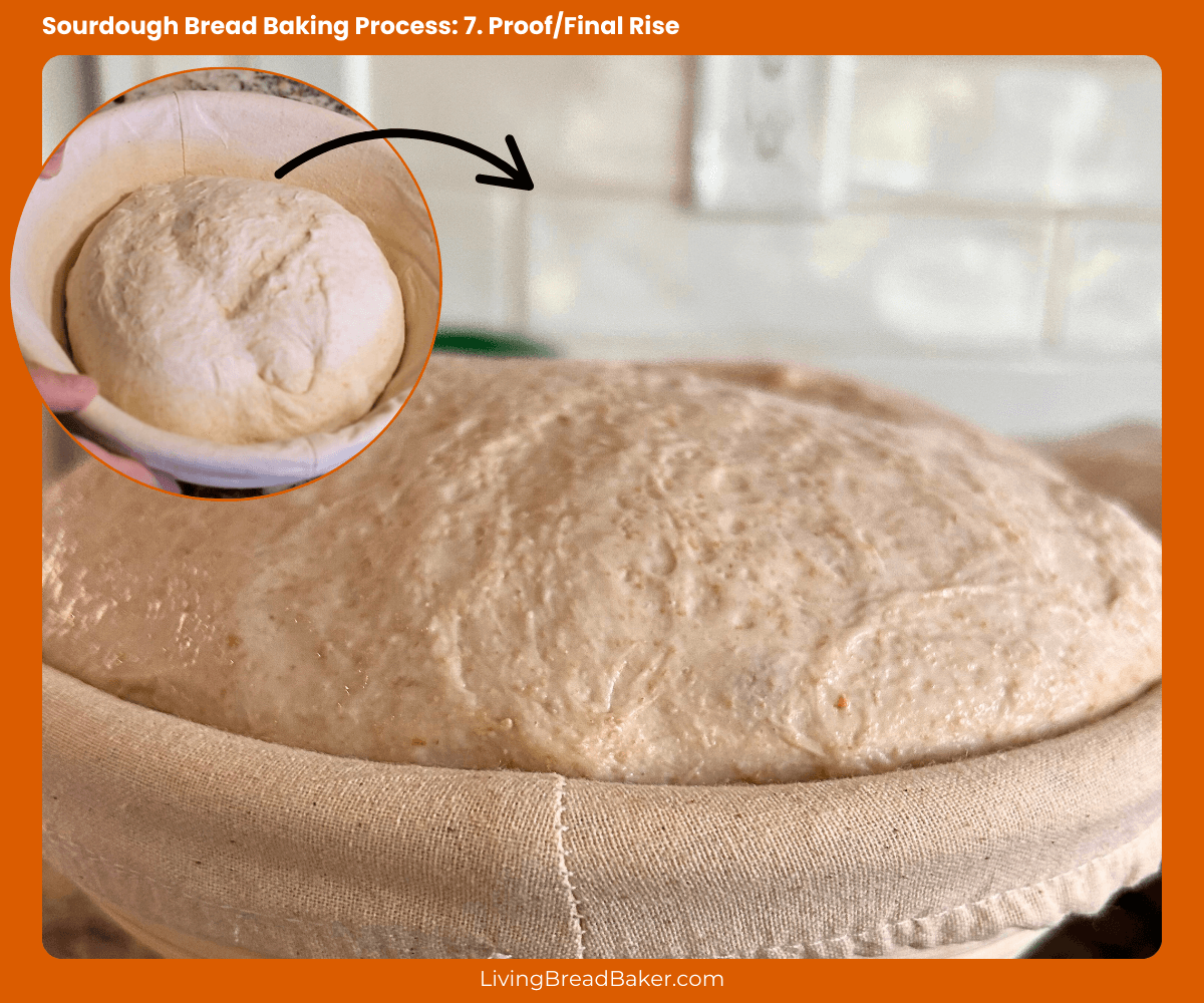 Beginner's Guide to the Sourdough Bread Baking Process - Living Bread Baker