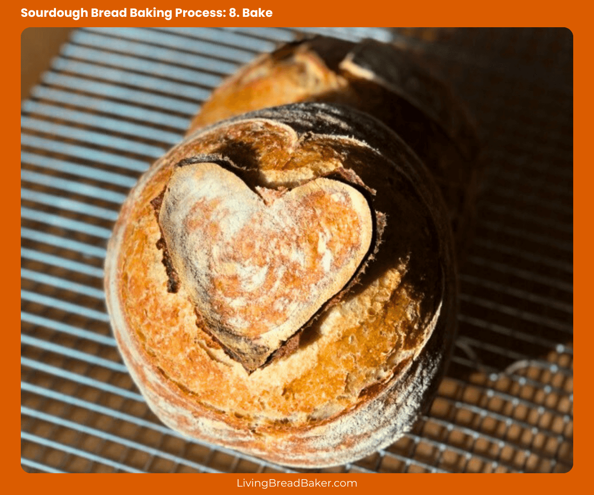 Beginner's Guide to the Sourdough Bread Baking Process - Living Bread Baker